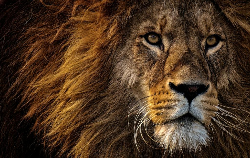 Simba is on the move… The true and better Lion King – Faithroots
